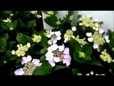 Best Flowering Shrubs - Hydrangea Blue Wave - Lacecap Hydrangea