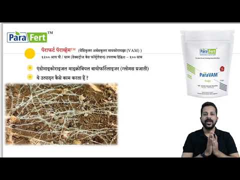 Mycorrhizal Bio Fertilizer - Arbuscular Mycorrhizal Fungi Latest Price ...