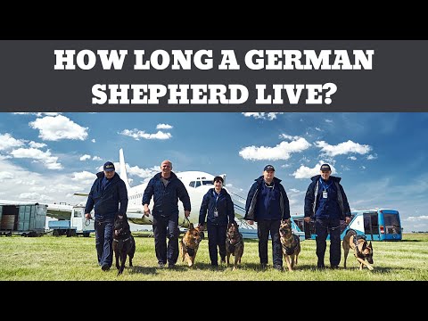How long does a German Shepherd live?