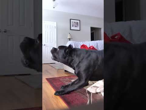 Cane Corso BREAK IN Reaction simulation #shorts #dog #pets