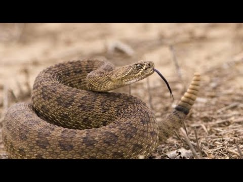 rattlesnake | рджреБрдирд┐рдпрд╛ рдХрд╛ рд╕рдмрд╕реЗ рдЧреБрд╕реНрд╕реИрд▓ рд╕рд╛рдВрдк | #shorts #earth adventure in Hindi #very poisonous snake