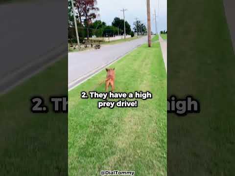 Top 5 Reasons Why You Shouldn't Get A Rhodesian Ridgeback!