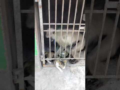 Monkey vs cat fight !#shrots #monkey #cat #fight