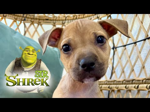 Dog for adoption - Sir Shrek, a Chihuahua & Boxer Mix in Delta, BC ...