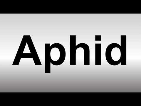 How to Pronounce Aphid