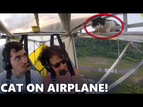 Cat Climbs on Airplane