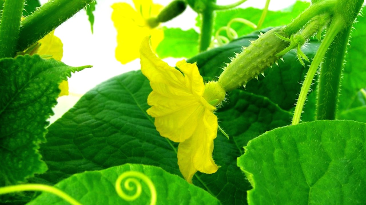 Grow the Best Cucumbers with These 12 Steps
