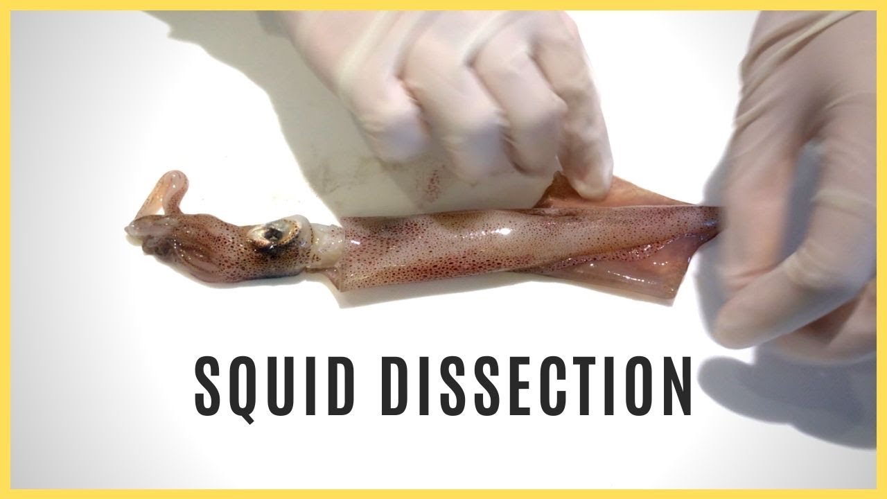 Squid Dissection in 3 Minutes