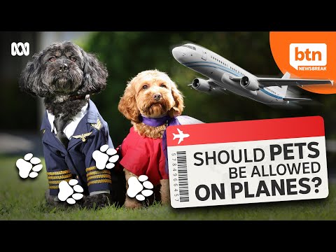 Virgin Australia to let cats and dogs fly in plane cabin