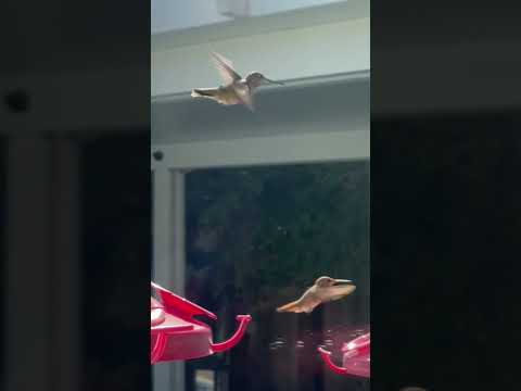 Do you think this is a Rufous or Allen’s Hummingbird? #bird #birdwatching #backyardanimals #birding