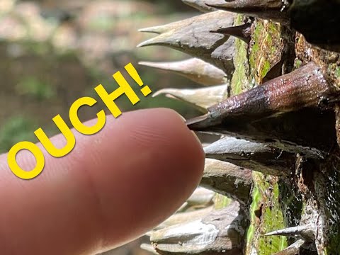 Showcasing the Tropical Trees of Honduras | Good News Tree Service, Inc.