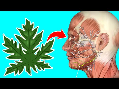 9 Incredible Health Benefits of PAPAYA LEAVES You Wish You Knew Sooner