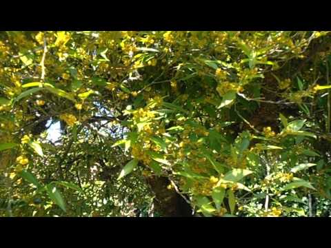 Cóculo: Cocculus laurifolius | Plantas