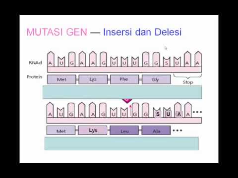 Mutasi Gen – arini dwi lestari