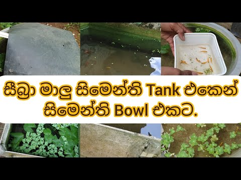 Zebra Malu Cimenthi Tank Eken Cimenthi Bowl Ekata - Jani Vlogs SL