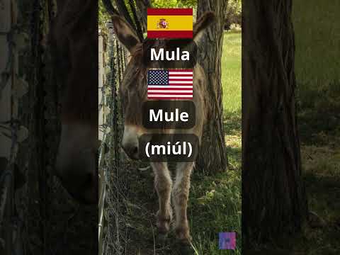 COMO SE DICE MULA EN INGLES #Shorts