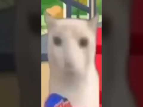 Cat eating chips