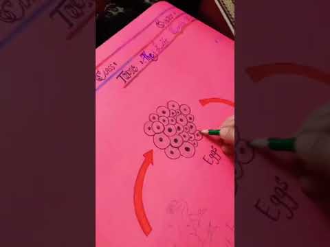 Life cycle of Frog | How to draw the Life cycle of frog | Frog's life cycle #art #drawing #science