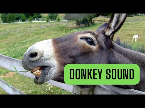 Donkey sound | what sound does a donkey make