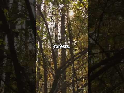 Tropical vs Subtropical forests! Are they Same? #nextgen08 #shorts #youtubeshorts #trending #facts💫