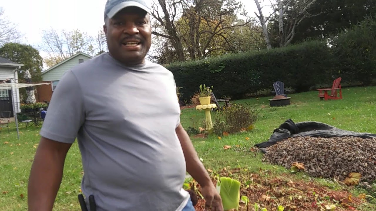 Elephant Ear winter pruning