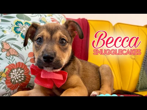 Dog for adoption - Becca Snugglecakes, a Pit Bull Terrier & Labrador ...