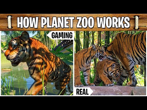 How Planet Zoo Works: Can a video game really compare to a real zoo?