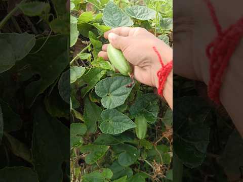Pointed Gourd Plant। Parwal #shorts #plants #viral