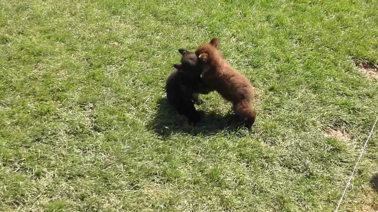 Bear cub fight!