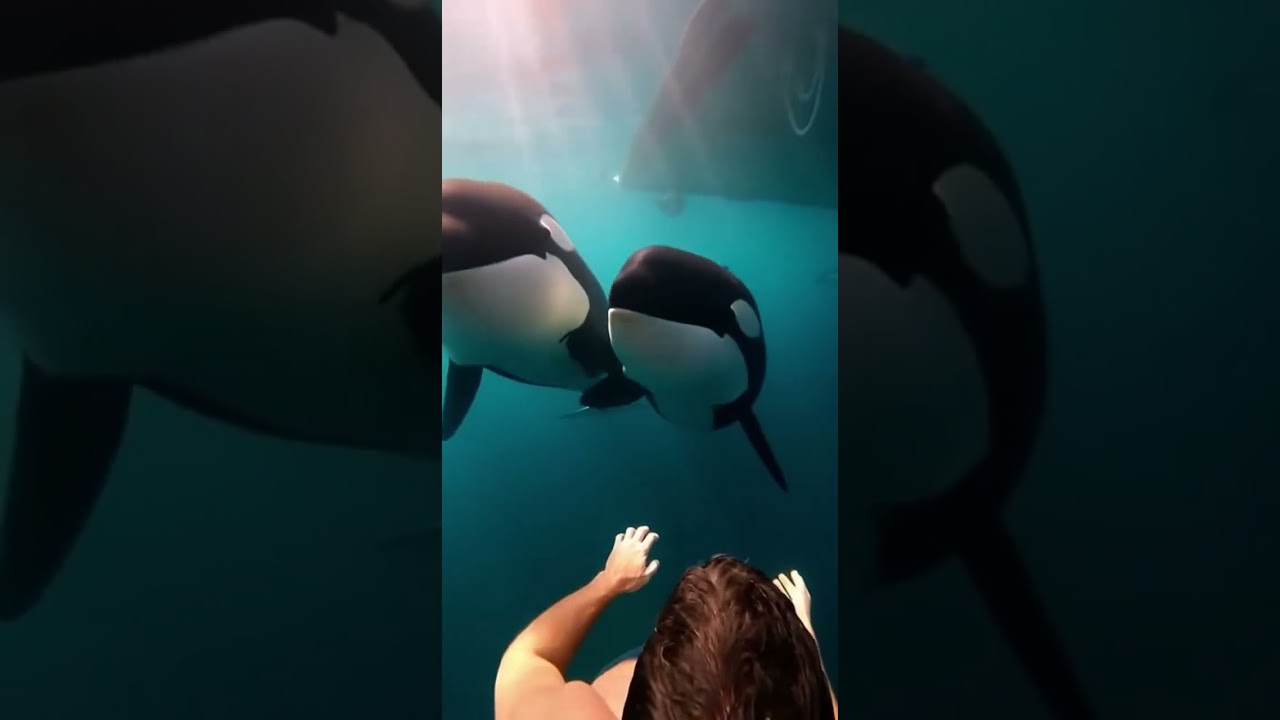 Orca Visits 😱  #loop #oceanlife #wildlife #orcas