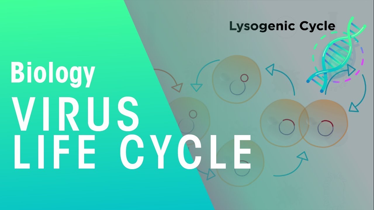 Virus Life Cycle | Health | Biology | FuseSchool