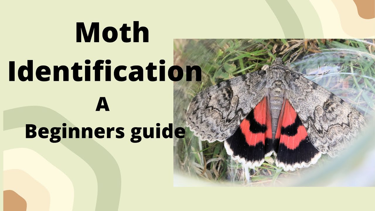 Beginners guide to Moth Identification and Anatomy