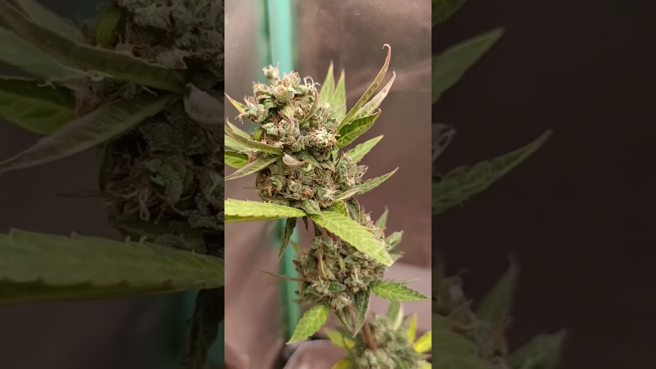 NOSSA EVOLUÇÃO! OBRIGADO FAMÍLIA JOÃO THC ❤️