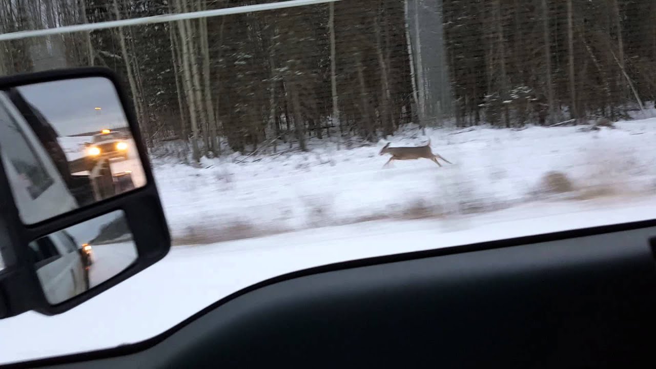 Wolf chasing deer 2