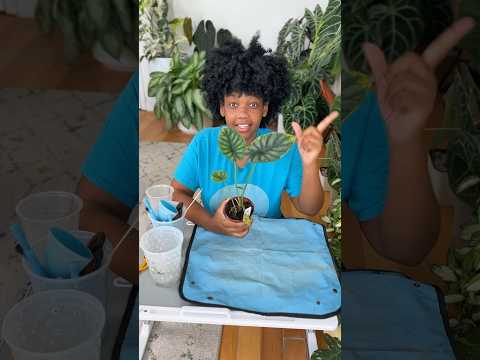 Rehab Alocasia transfer to Lechuza Pon - #houseplants #indoorplants #plants #plantlover