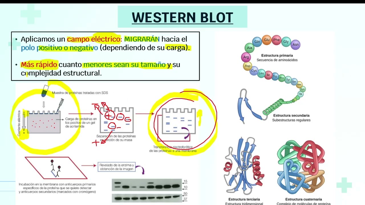 CAP2: METODOS DE INVESTIGACION Y ESTUDIO DE CELULAS (PARTE FINAL)