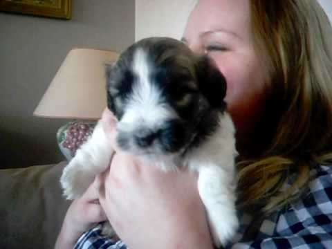 Coton de tulear puppy
