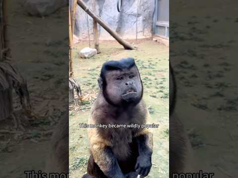 A monkey with a unique face shape #animal