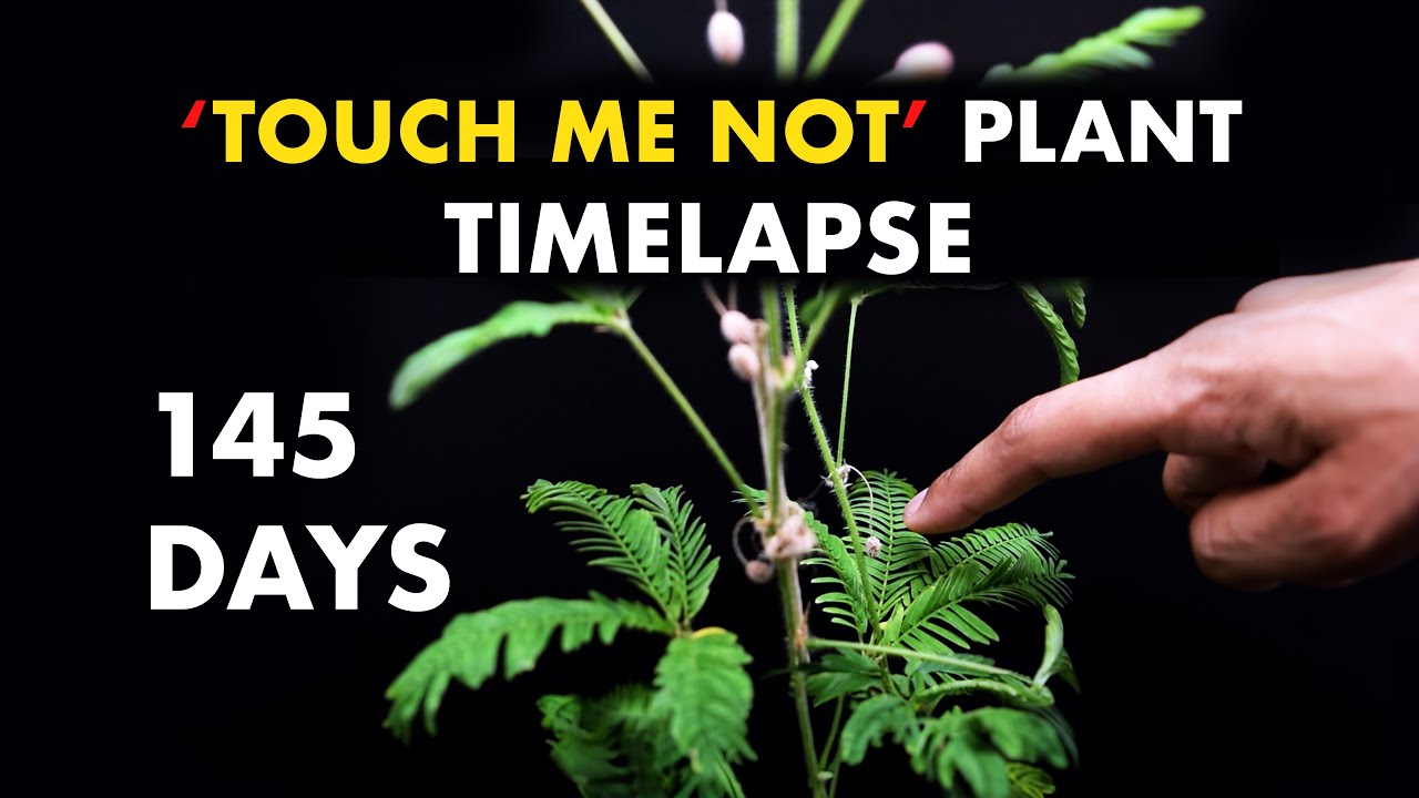 Growing Touch Sensitive Plant (Mimosa pudica) - 145 Days Timelapse!