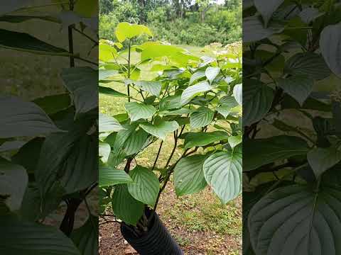 Pagoda Dogwood - Cornus alternifolia #tennessee #trees #easttndude