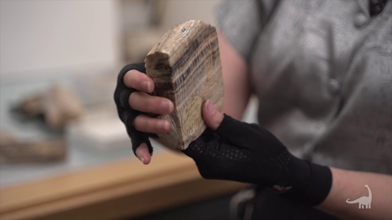 What is petrified wood? Ask A Scientist