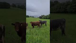 Cattle for Sale & Wanted | Border Livestock Exchange