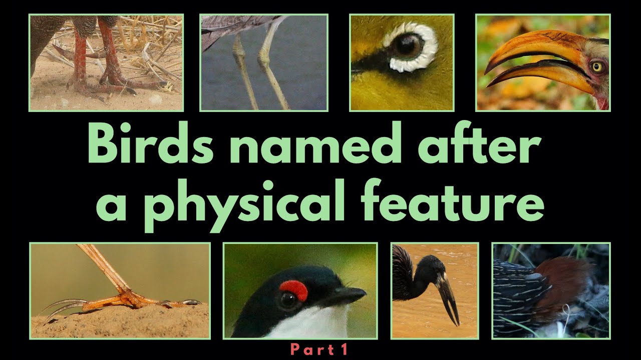 BIRDS NAMED AFTER A PHYSICAL FEATURE - part 1
