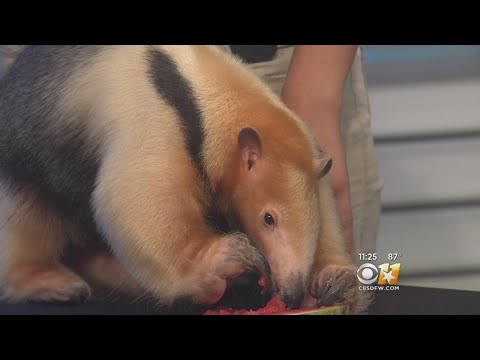 Wild Wednesday: Tamandua/Lesser Anteater