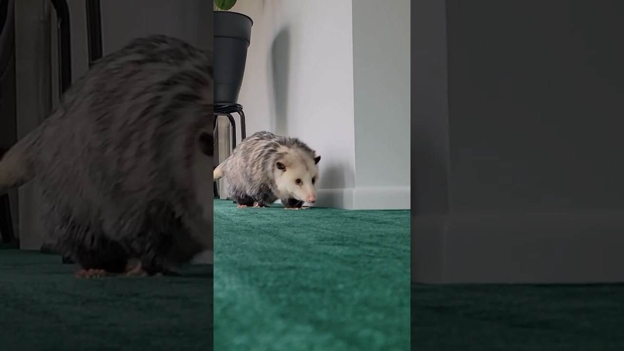 Penelope Opossum is a good girl ♥️                         #possum #cute #cuteanimals