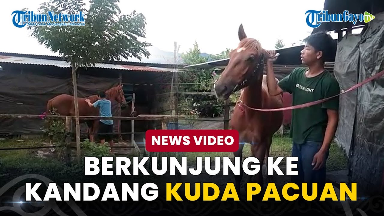 Berkunjung ke kandang kuda pacuan