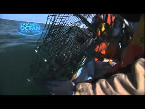 Saving The Ocean: Destination Baja - BLUE 2014: Broadcast TV Program Finalist