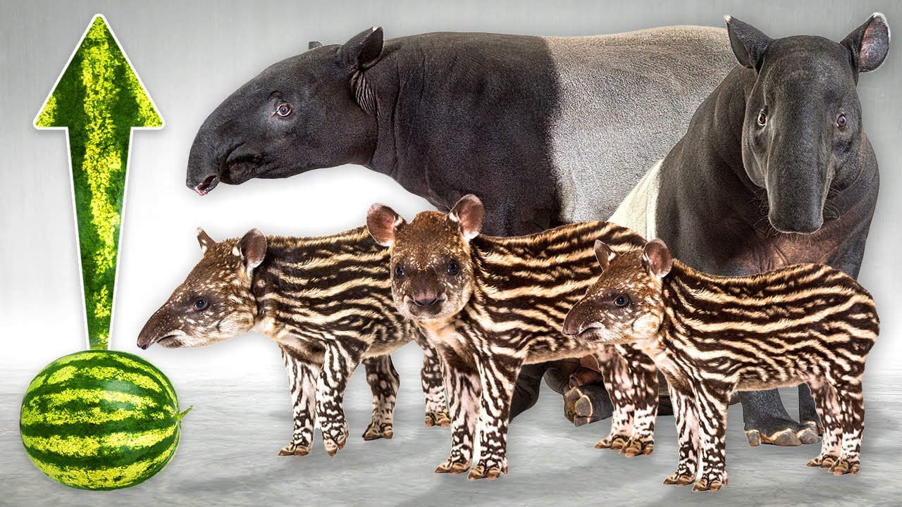 All 4 Tapir Species (& Their Watermelon Babies!)
