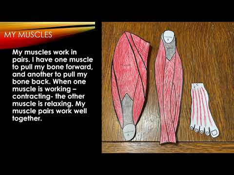 Bones and Muscles PowerPoint