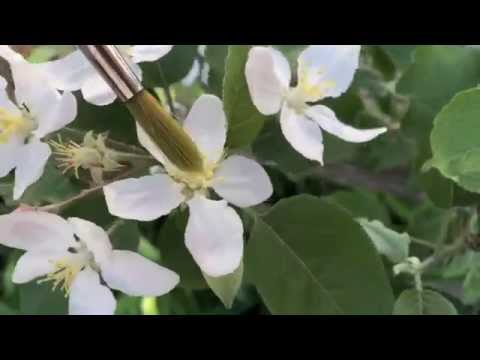 Dwarf Honeycrisp Apple Tree Pollination : Top Picked from our Experts